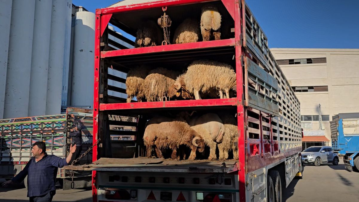 Syria Lamb Prices Surge as Awasi Exports Continue Before Eid al-Adha ...